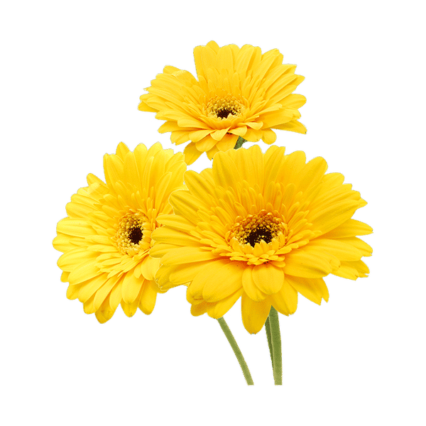 Buy Gerbera Flower Yellow Online () At Best Price