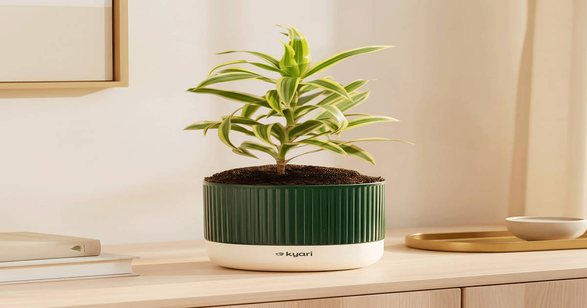Buy Kyari Song of India Plant with Self-Watering Green Mylo Pot Online ...