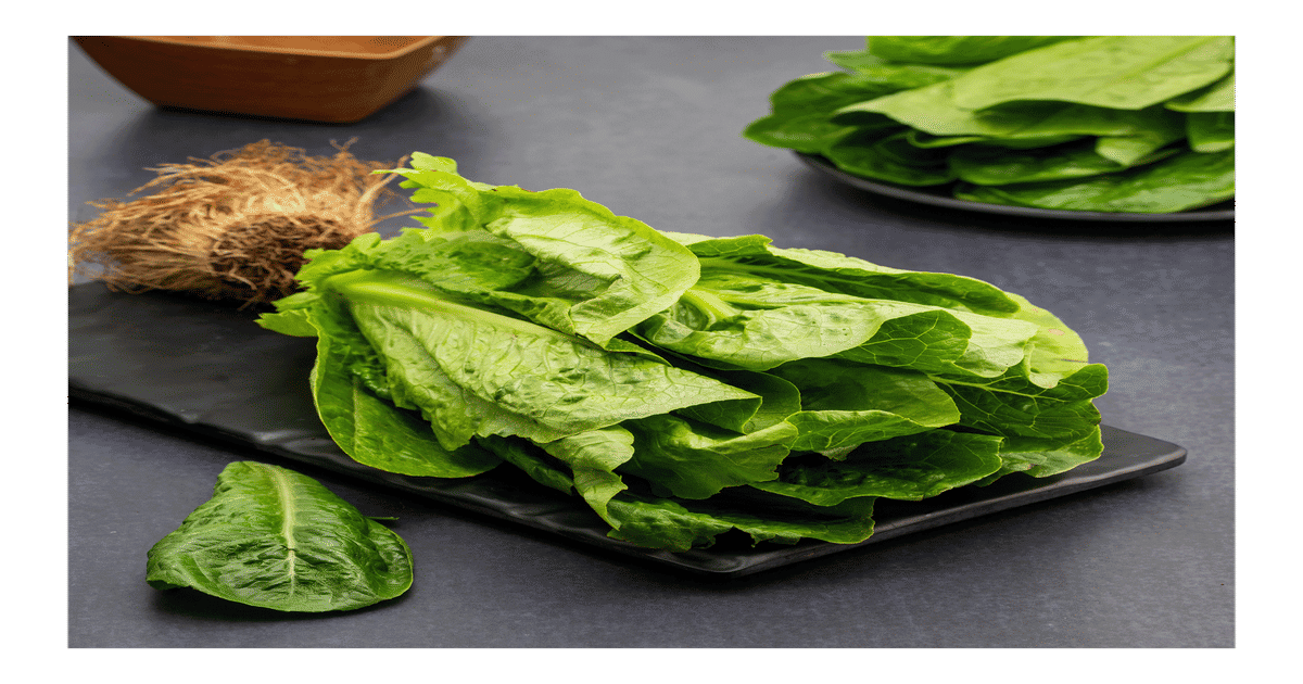 Buy nectr Romaine Lettuce Online (1 Piece) At Best Price