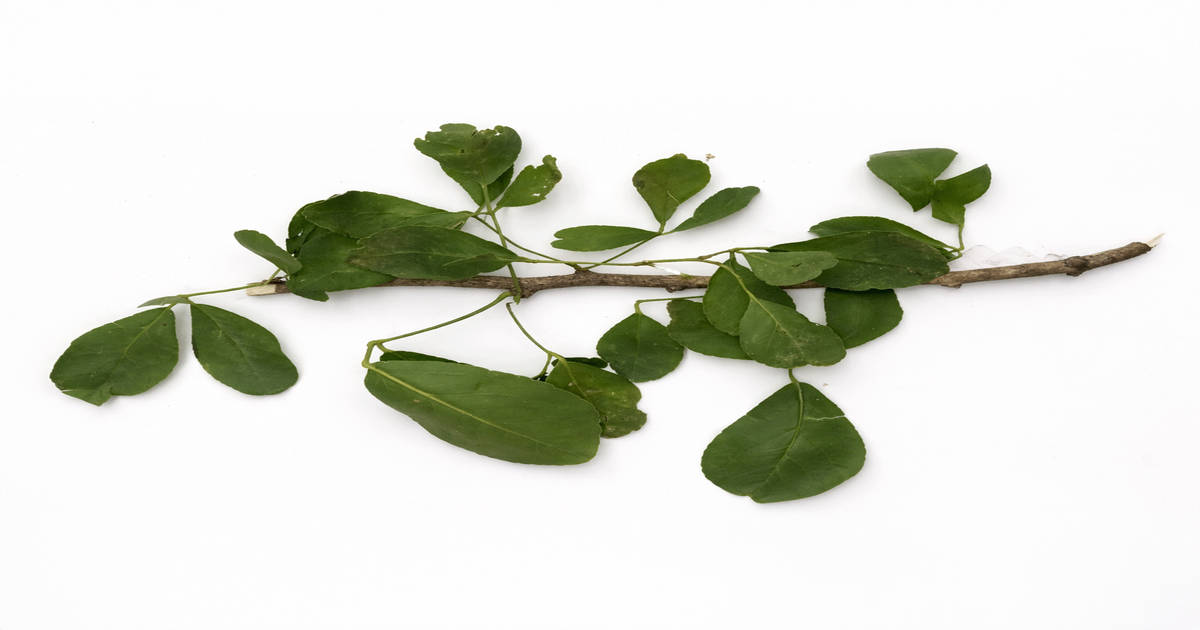 Buy Three-Leaf Bel Patta (Bilva Patra) Online (1 Pack) At Best Price