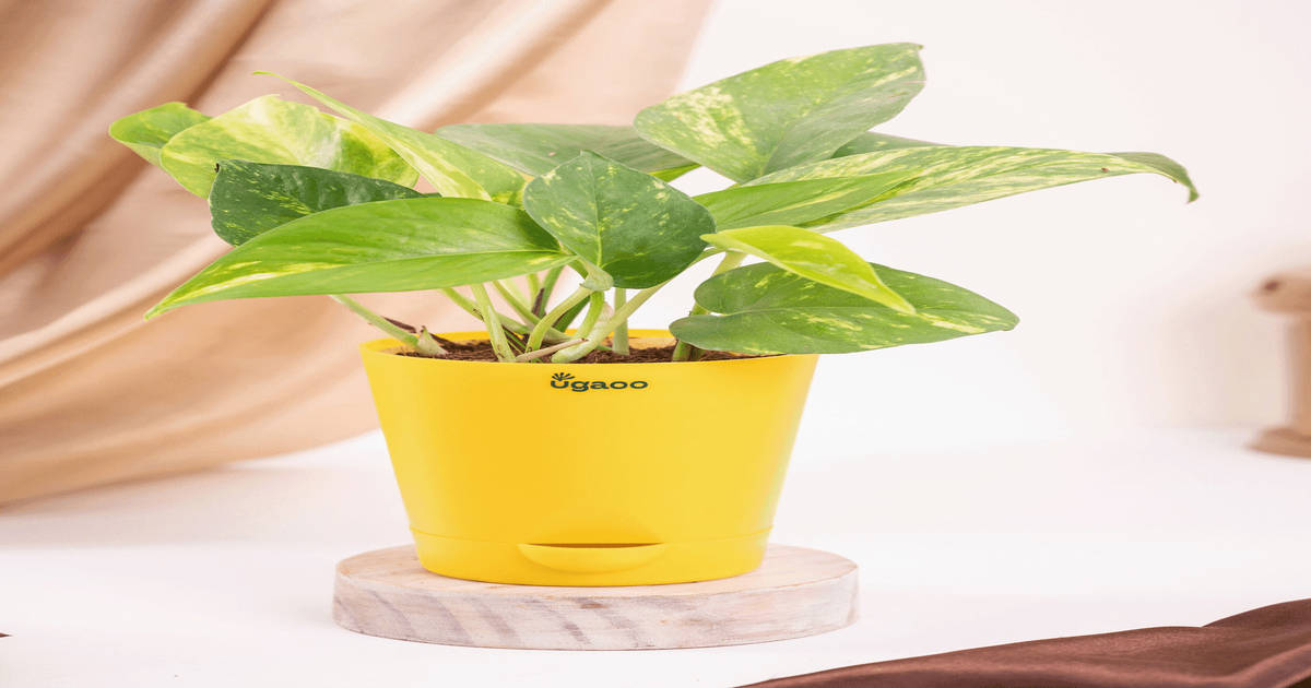 Buy Ugaoo Fittonia Green Plant with Ivory Krish Pot Online () At Best Price