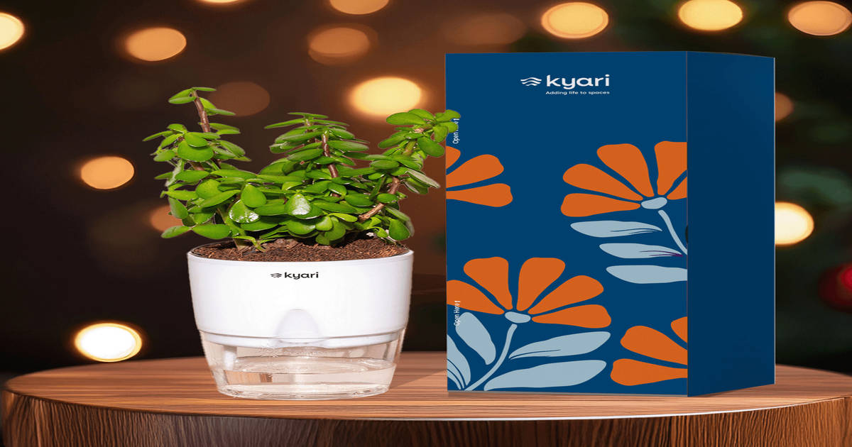 Buy Kyari Jade Plant with Self-Watering Pot and Gift Box Online (1 Pack ...