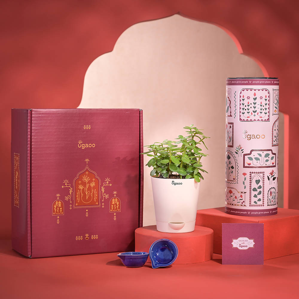 Buy Ugaoo Ugaoo Diwali Gift Hamper 1 box Online At Rs. 679 | Instant ...