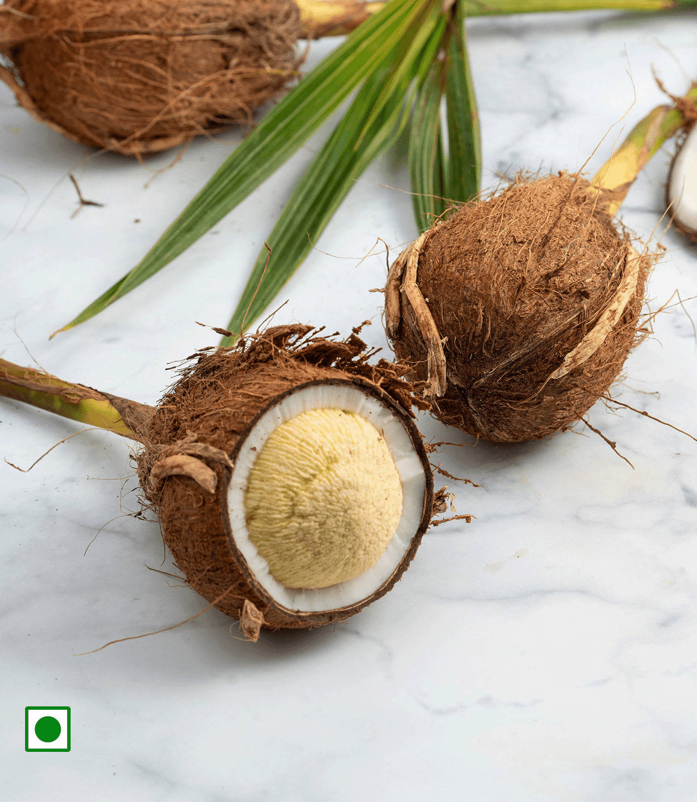 Buy Coconut Sprout 1 Piece Online At Rs. 94 | Instant Delivery