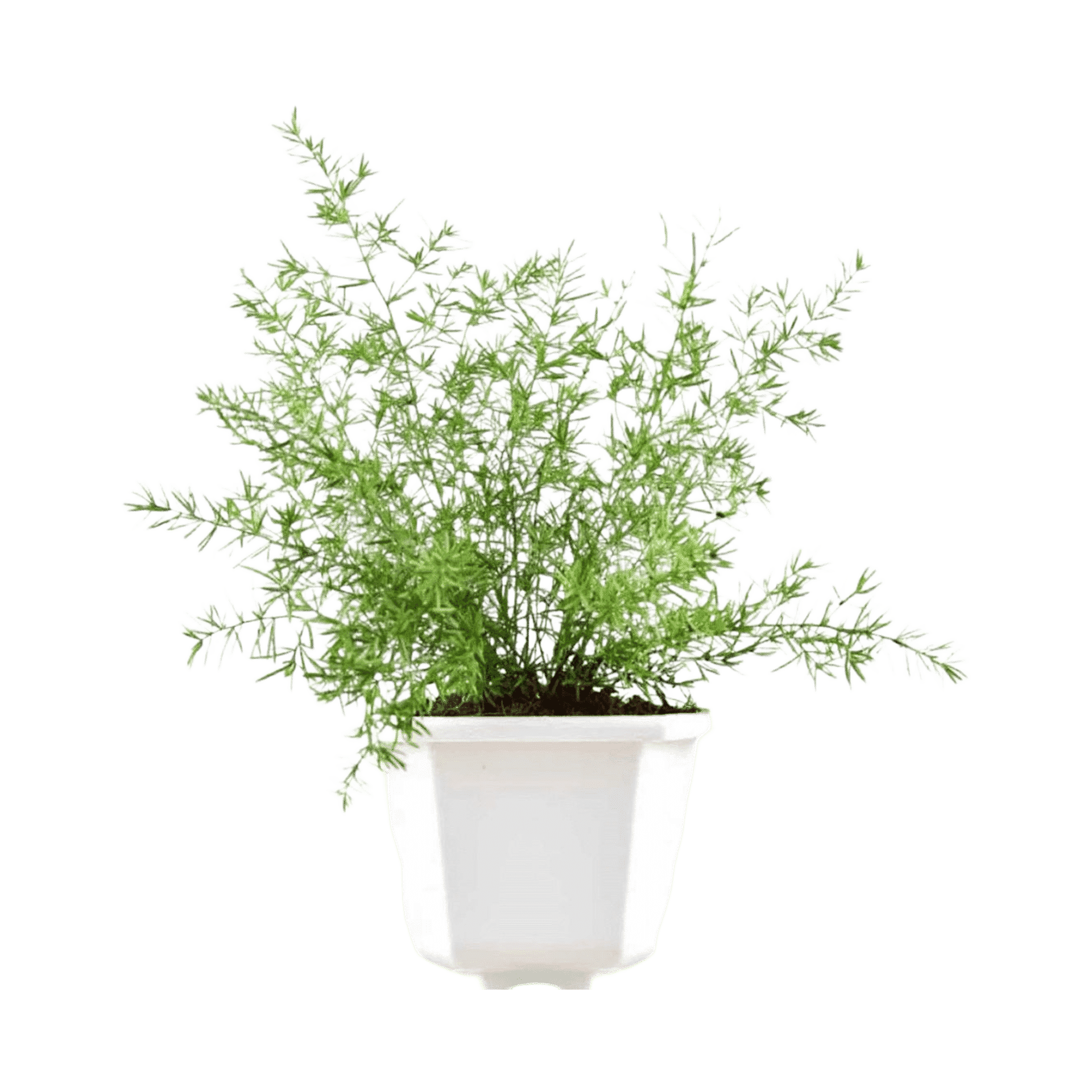 Buy Red Asparagus Plant Online () At Best Price