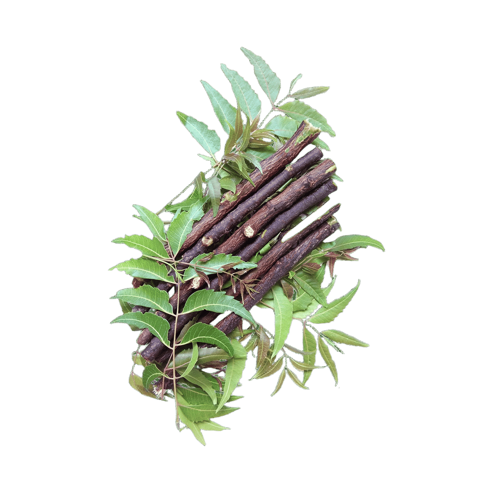 Buy Neem Stem Online () At Best Price